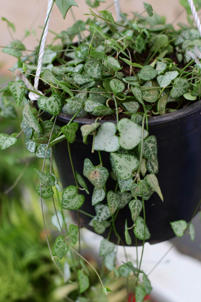 ECANDI - String Of Spades (Ceropegia woodii) (L) Unpotted - Eco Create ...